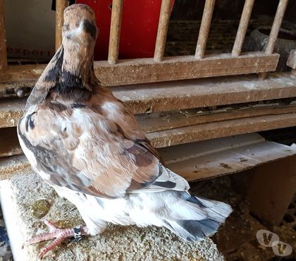 Pigeon Vivant Vendre
