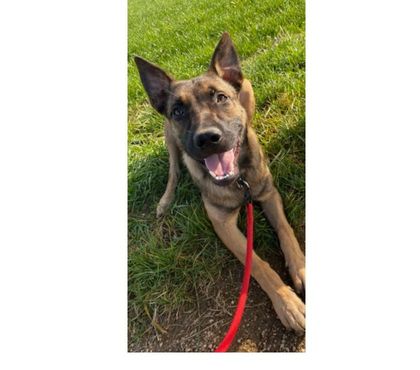 Donne chien, chat, chiot, chaton, reptile, rongeur en adoption Isère.