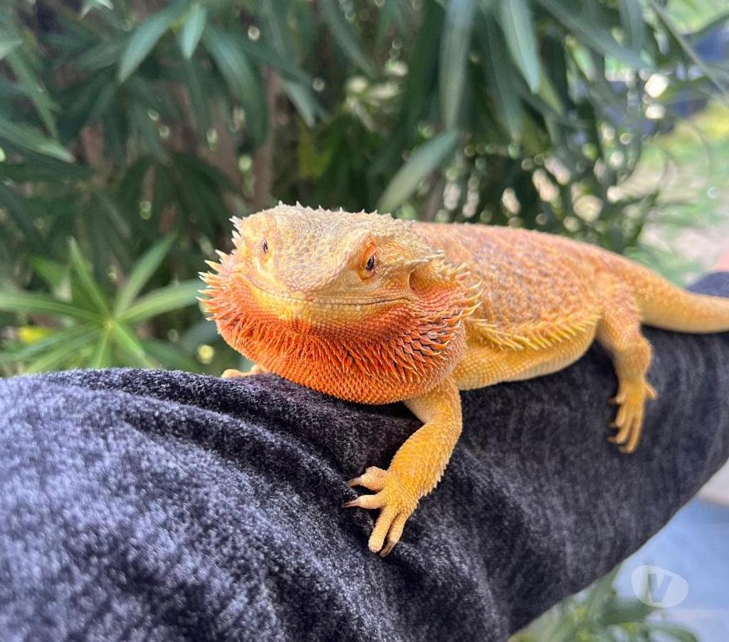 Pogona Vitticeps femelle - Achat & vente animaux La Destrousse - 13112 ...
