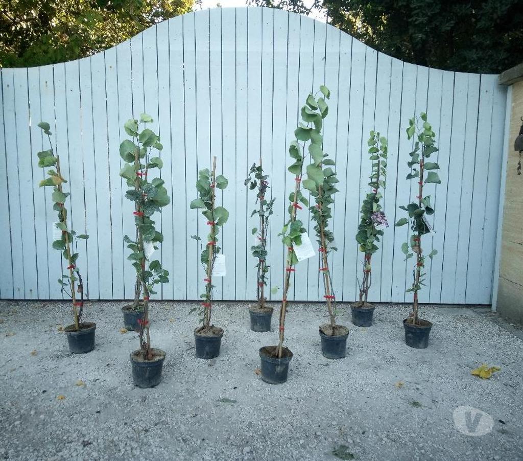 Arbre de Judée' en container. 🏺 - Domazan - 30390 - Matériel pas cher d'occasion - Vivastreet ...