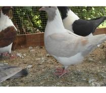 Pigeon Vivant Vendre