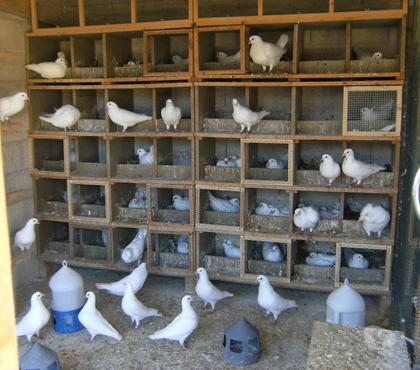 Achat- Vente Annonce chien, chat, Chaton, chiot, reptiles, rongeurs France